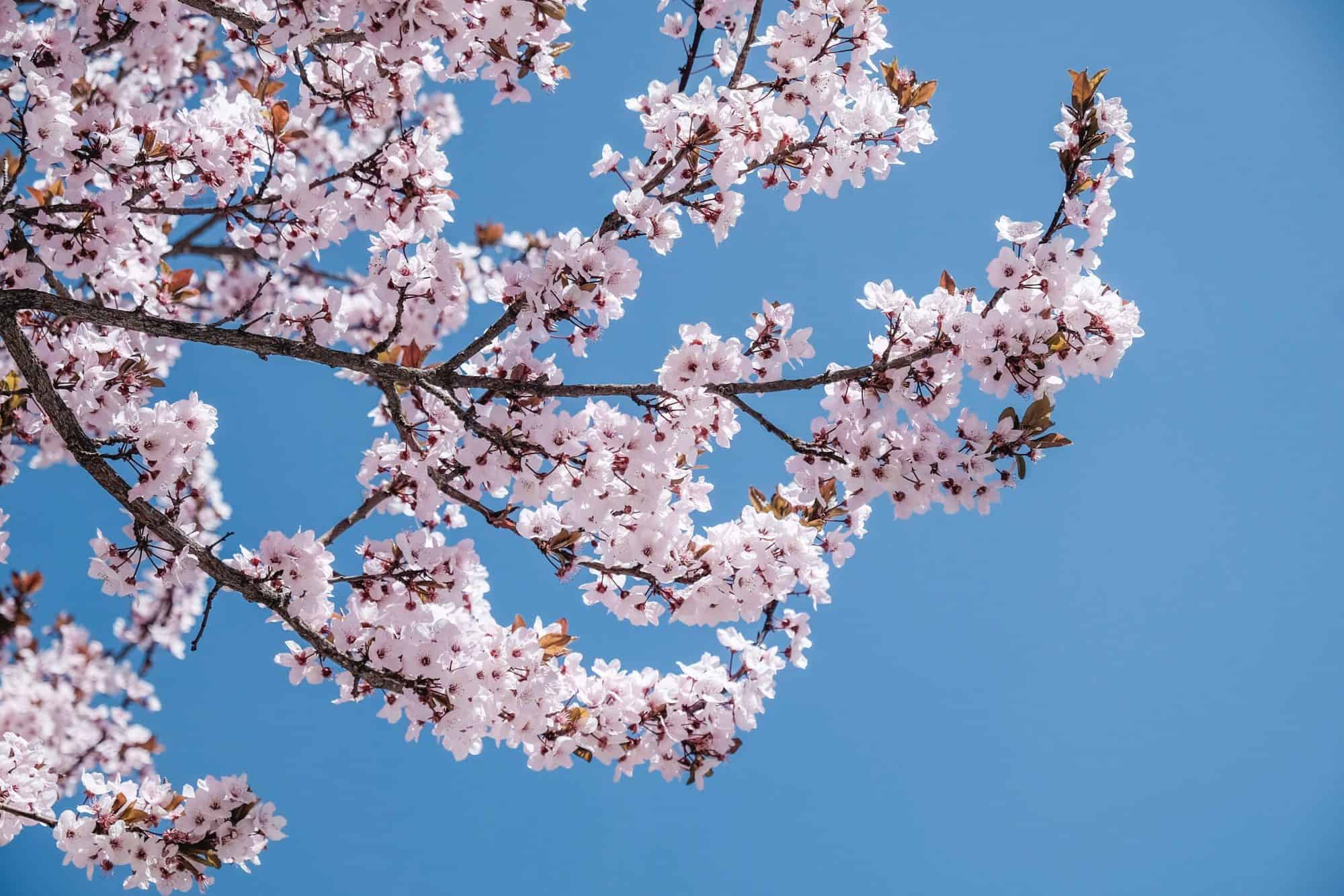 All About Cherry Blossoms - HMA PR